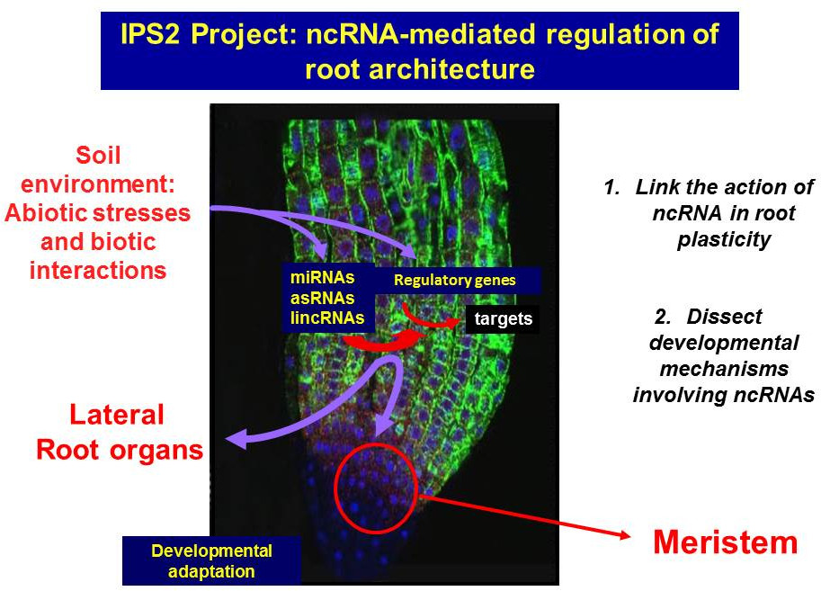 REGARN : Regulatory non-coding RNAs in root plasticity IPS2 - Ametys, Web Java Open Source CMS